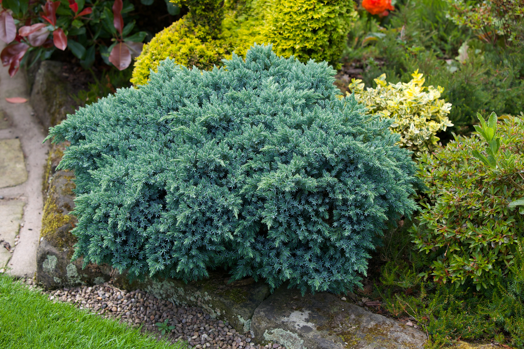 Juniperus squamata „Blue star” | Zdravăn