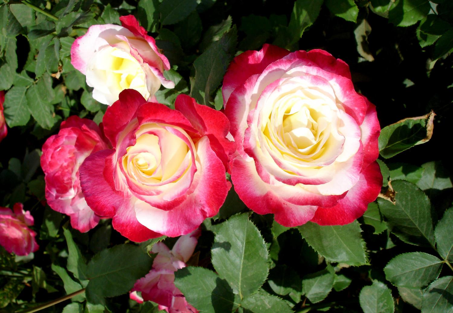 Double Delight | Zdravăn