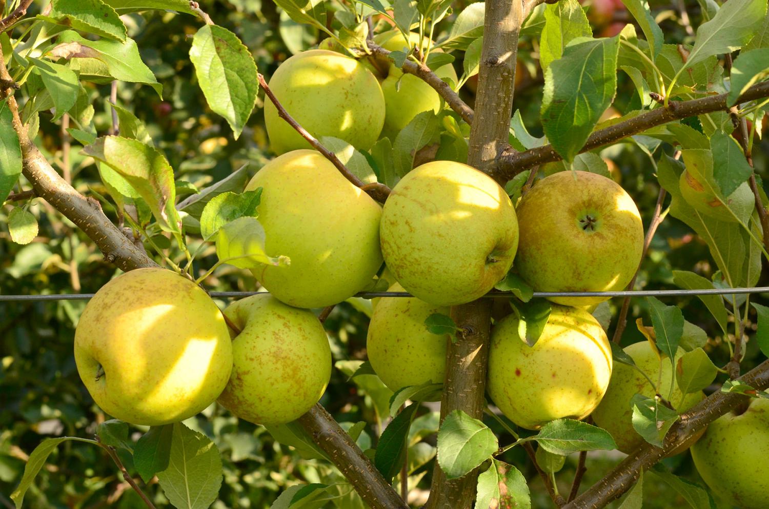 Golden Delicious | Zdravăn