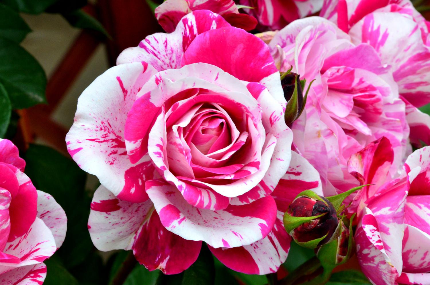 Ines Sastre | Zdravăn