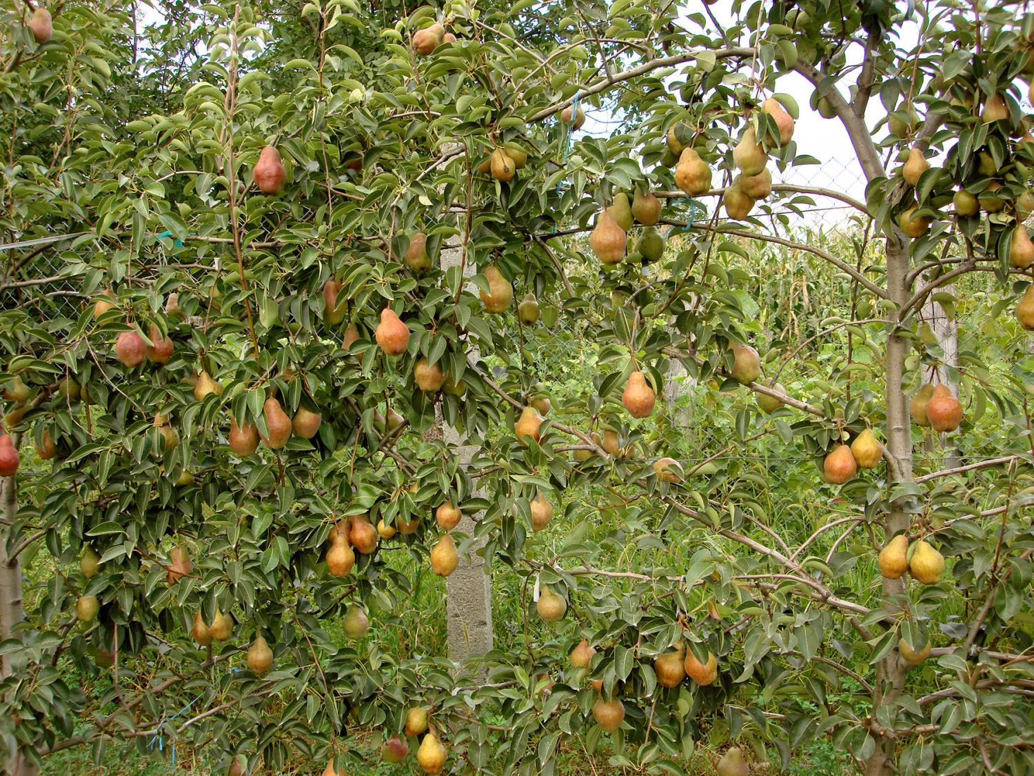 Williams roşu | Zdravăn