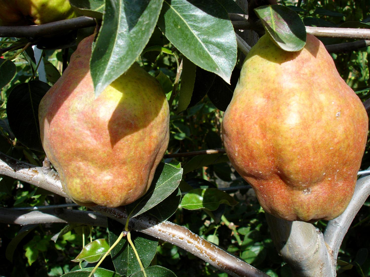 Williams (Duset galben) | Zdravăn