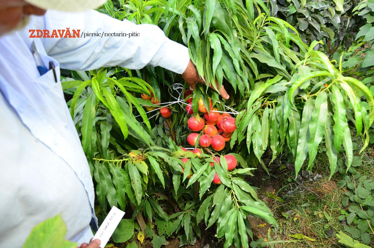 Nectarin pitic | Zdravăn