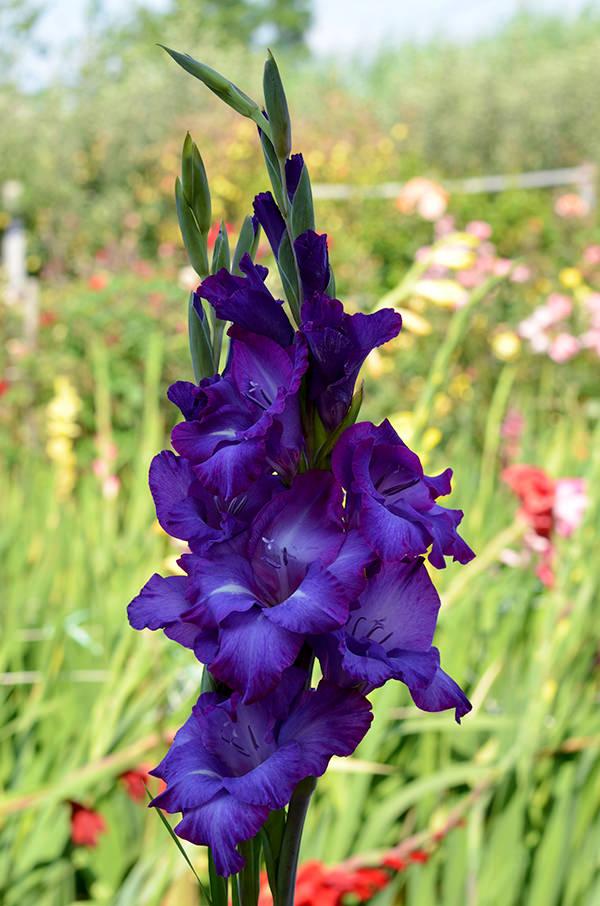 Gladiola stânjenel | Zdravăn
