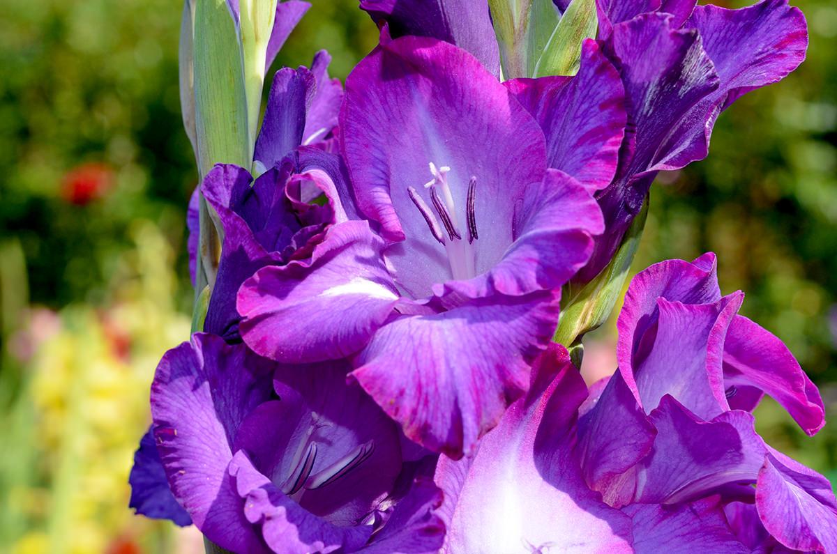 Gladiola stânjenel | Zdravăn