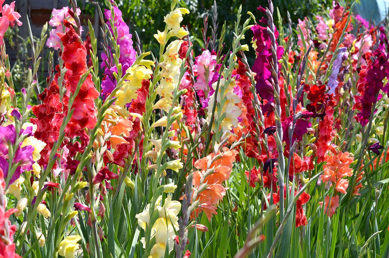Gladiole mix | Zdravăn