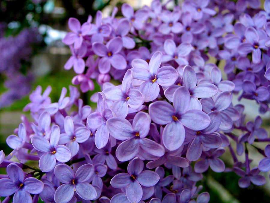 Liliac ţărănesc | Zdravăn