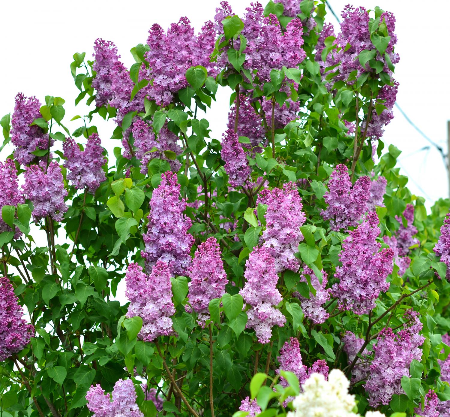 Liliac ţărănesc | Zdravăn