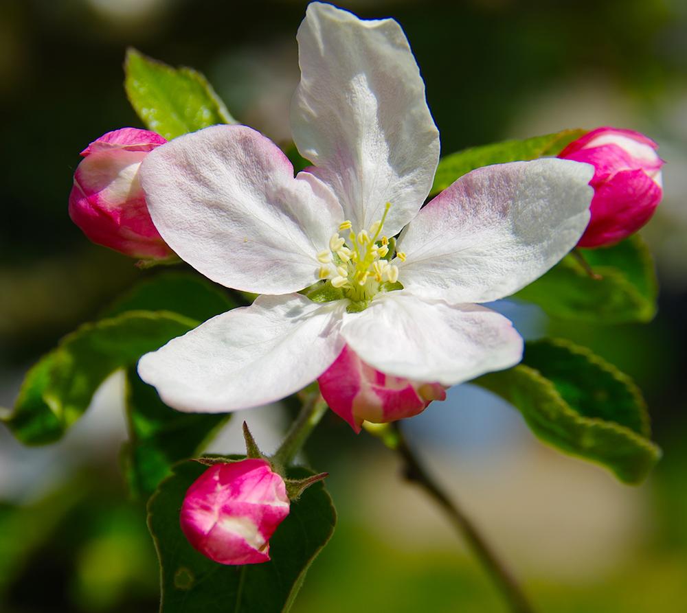 Granny Smith | Zdravăn
