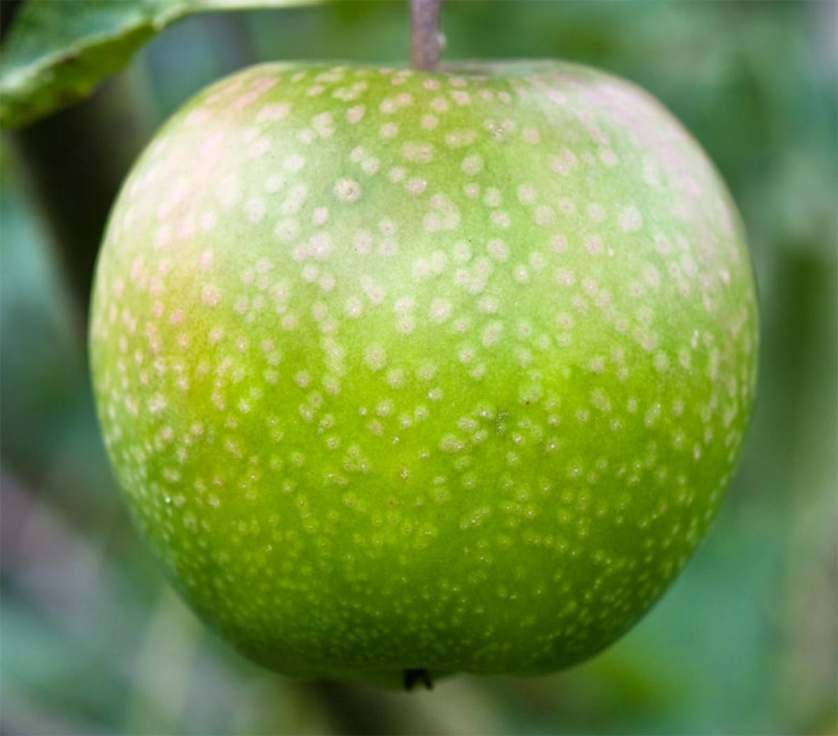 Granny Smith | Zdravăn