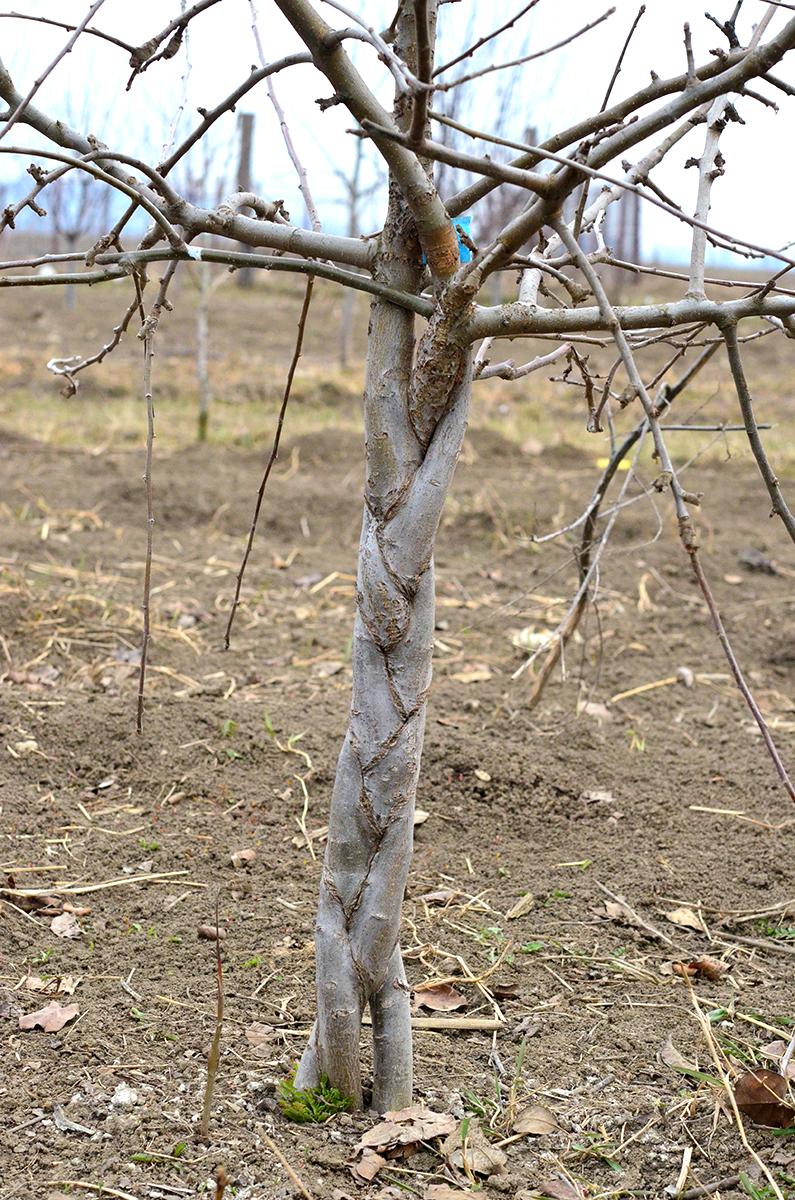 Tripom Generos, Idared și Golden Delicious (meri împletiți) | Zdravăn
