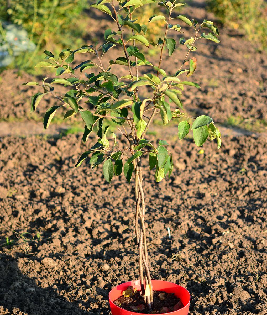Tripom Golden Delicious, Mutsu, Starkrimson (meri împletiți) | Zdravăn