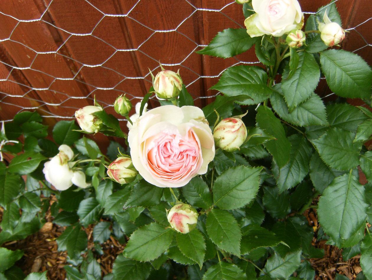 Edenul alb | Zdravăn