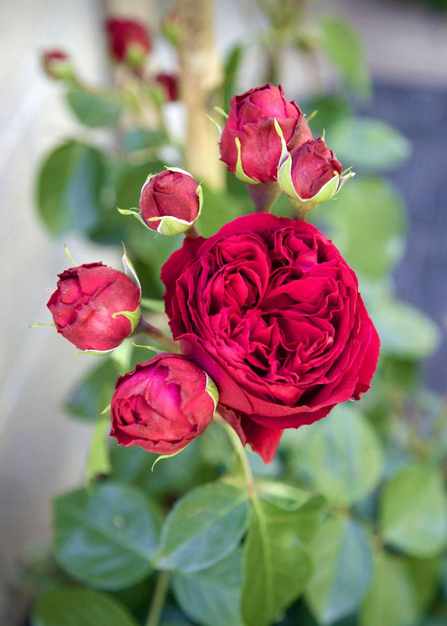Red Peony | Zdravăn