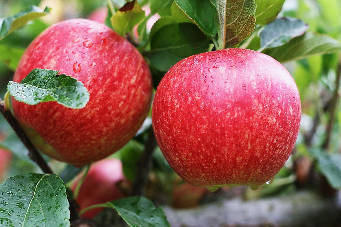 Royal Gala | Zdravăn