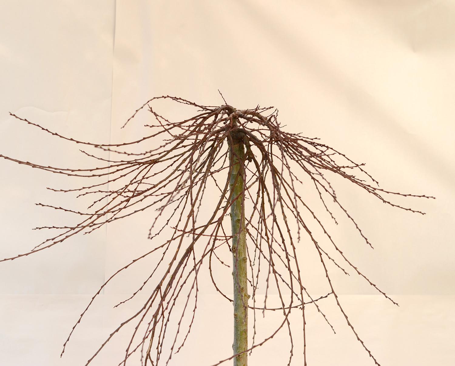 Salcii (Salix) | Zdravăn