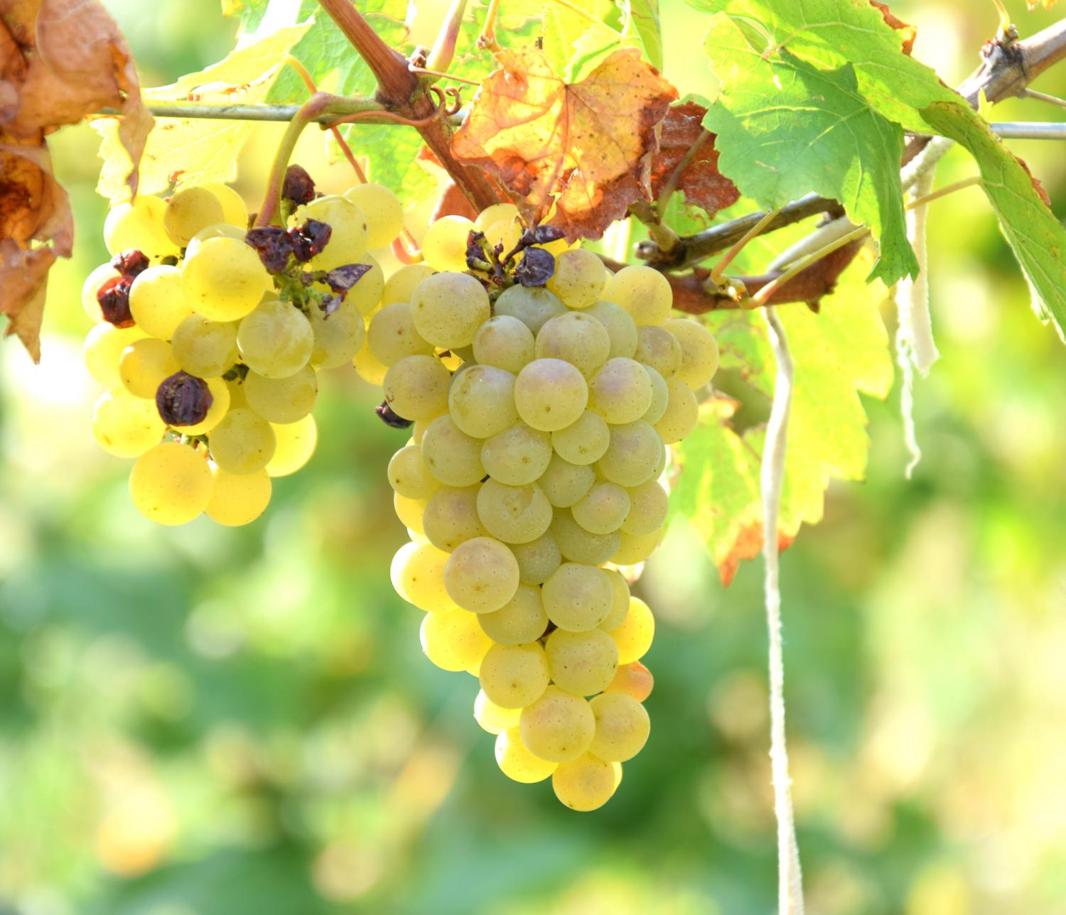 Chardonnay | Zdravăn