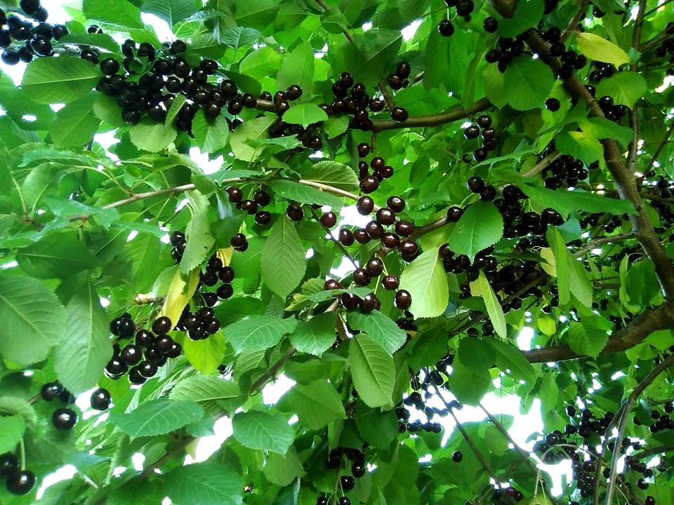 Amar Maxut | Zdravăn