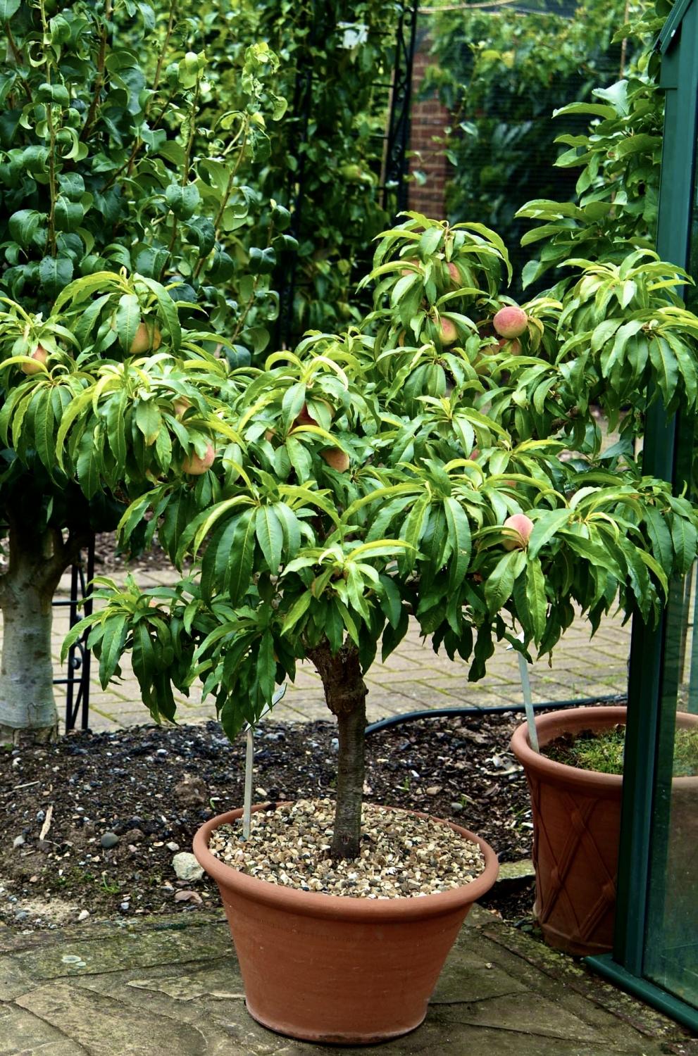 Piersic pitic | Zdravăn