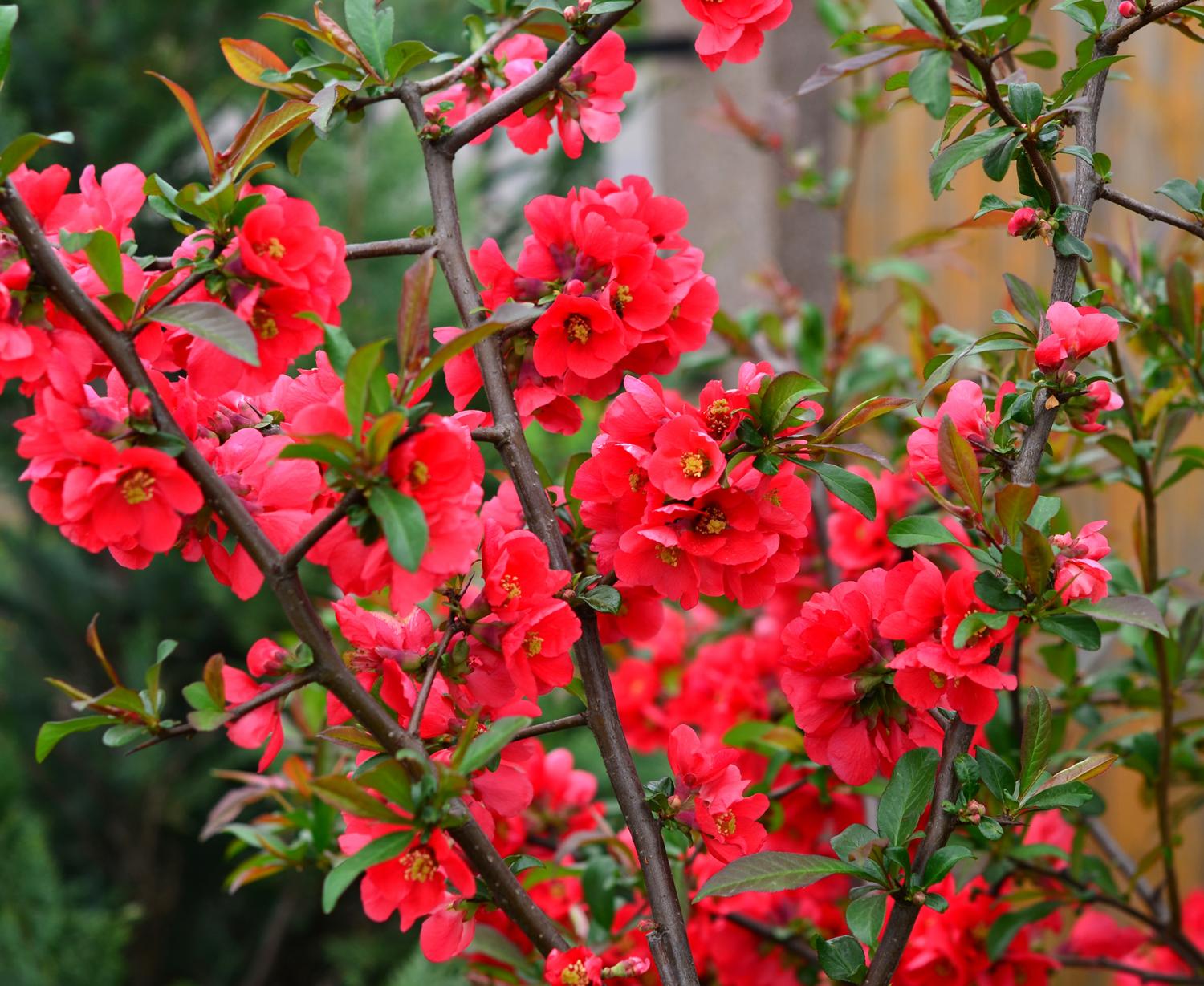 Gutui japonez roșu | Zdravăn