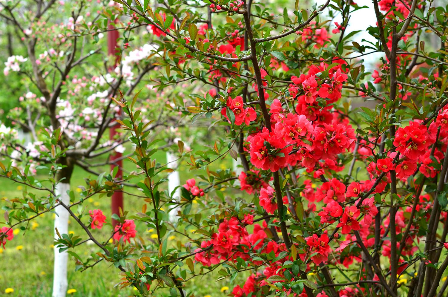 Gutui japonez roșu | Zdravăn