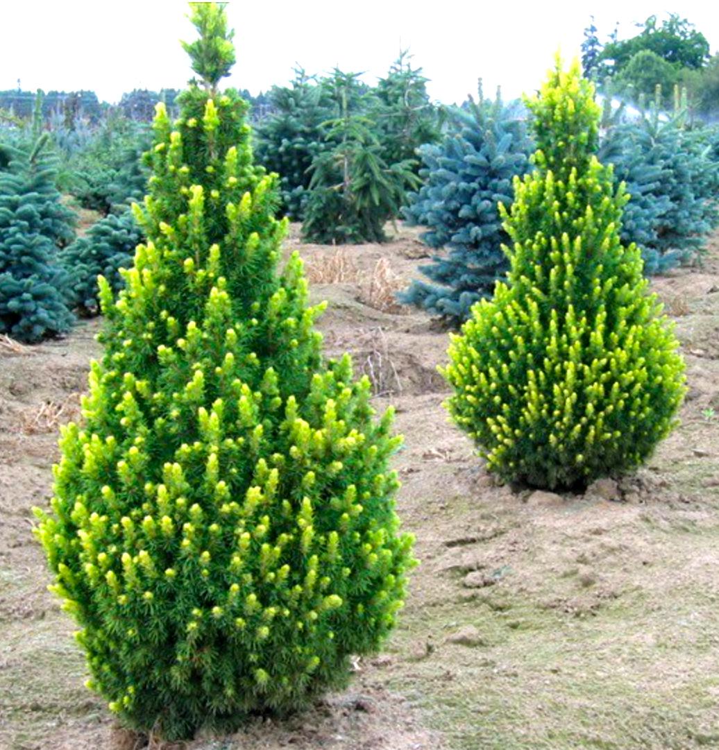 Picea glauca „Rainbow's End” | Zdravăn