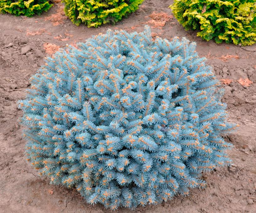 Picea pungens „Glauca Globosa” | Zdravăn