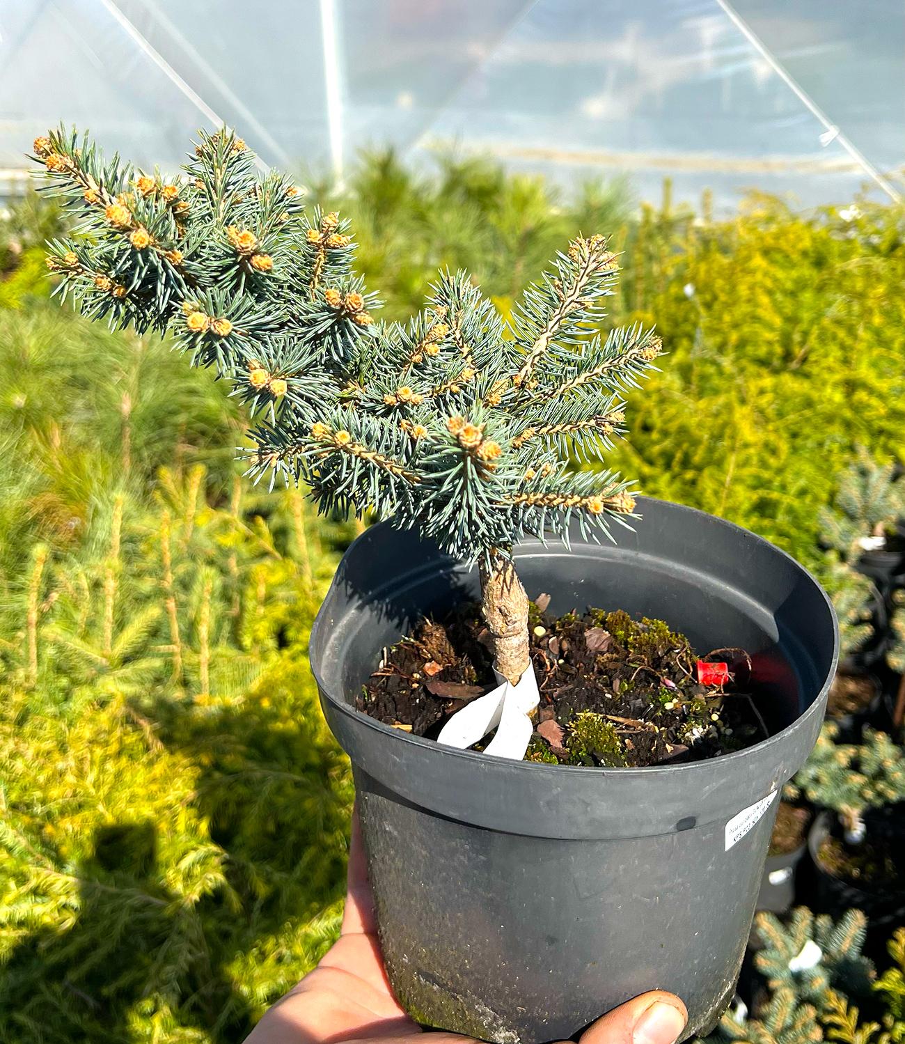 Picea pungens „Glauca Globosa” | Zdravăn