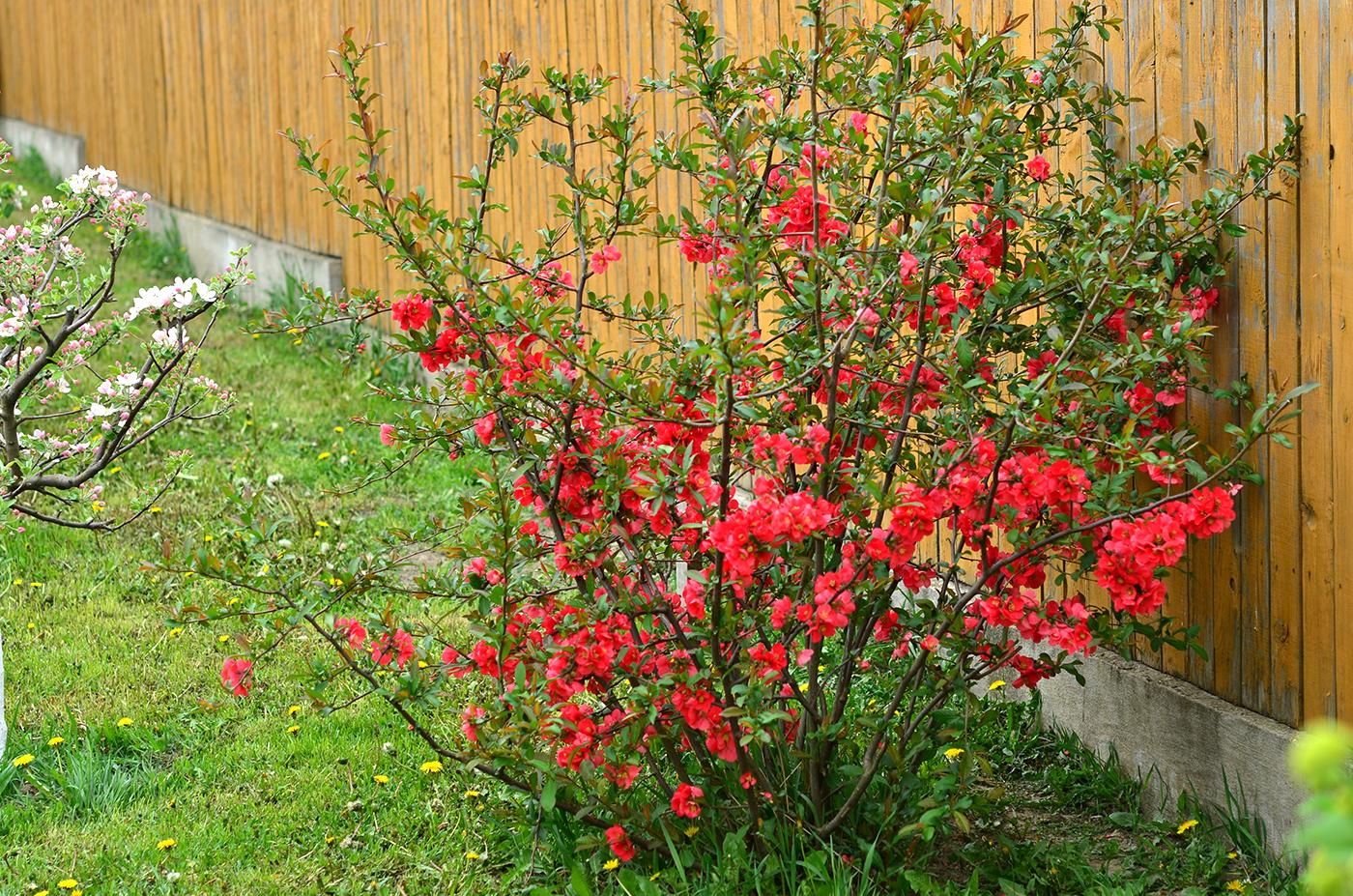 Gutui japonez roșu | Zdravăn