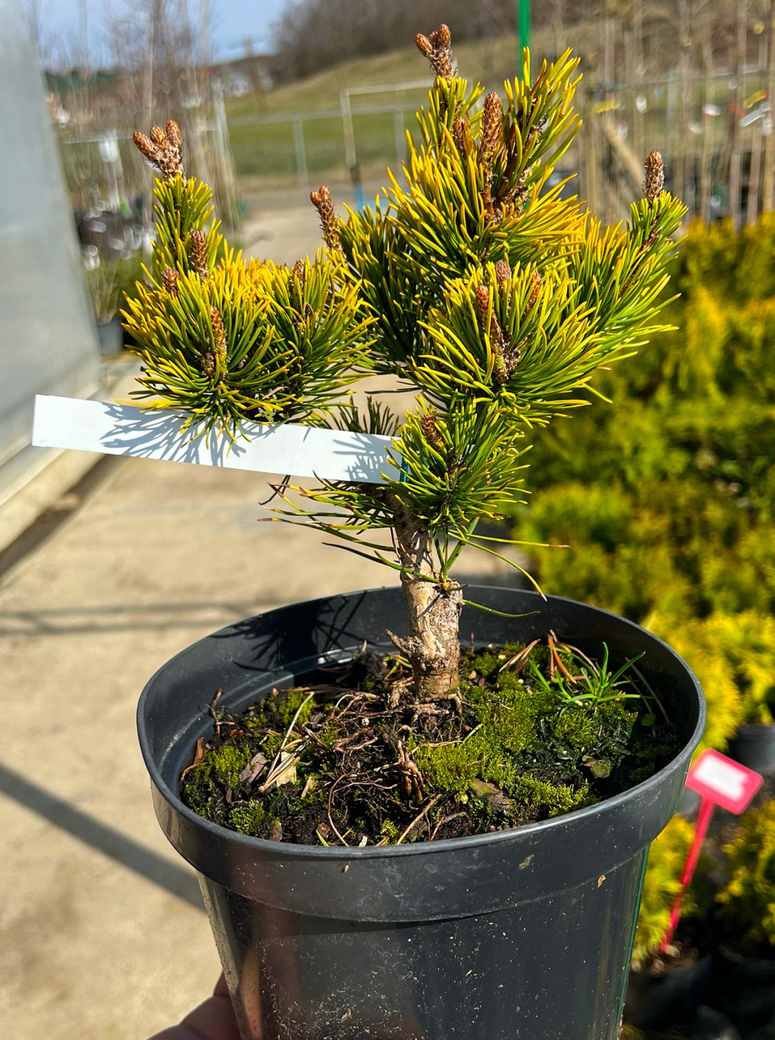 Pinus mugo „Winter Gold” | Zdravăn