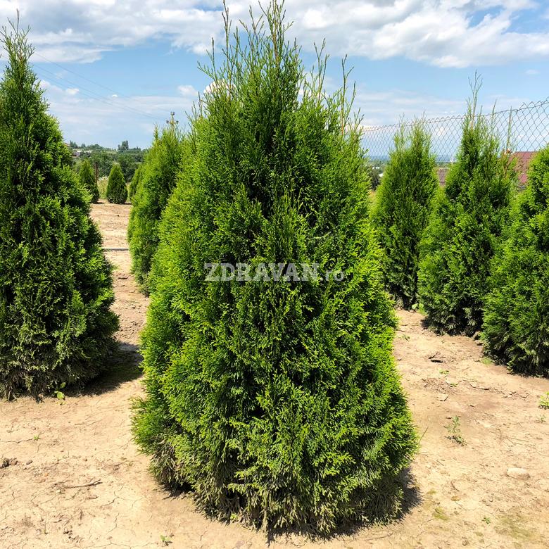 Tuia Smaragd | Zdravăn