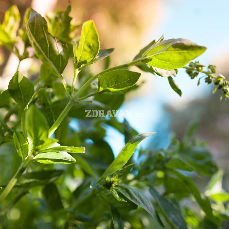 Busuioc (clasic, lămâie, purpuriu) | Zdravăn