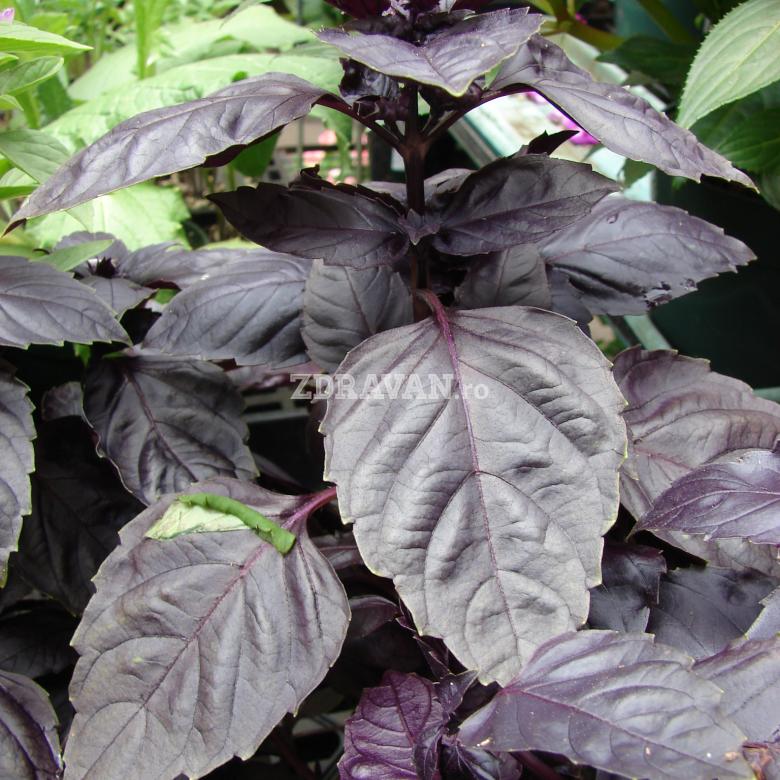 Busuioc (clasic, lămâie, purpuriu) | Zdravăn