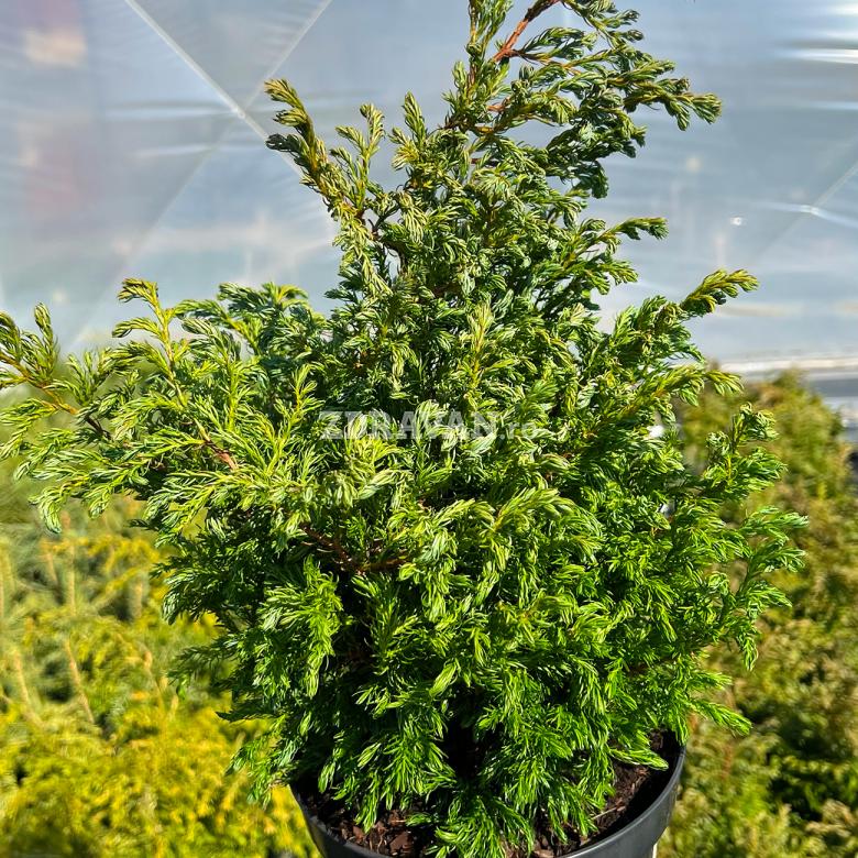 Chiparoși (Chamaecyparis) | Zdravăn