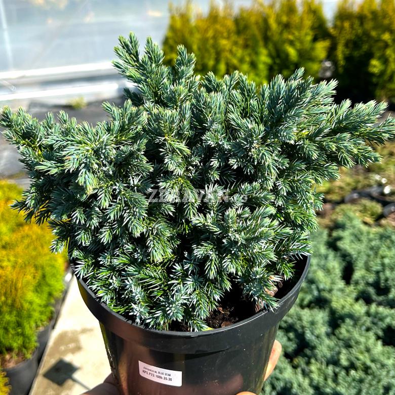 Juniperus squamata „Blue star” | Zdravăn
