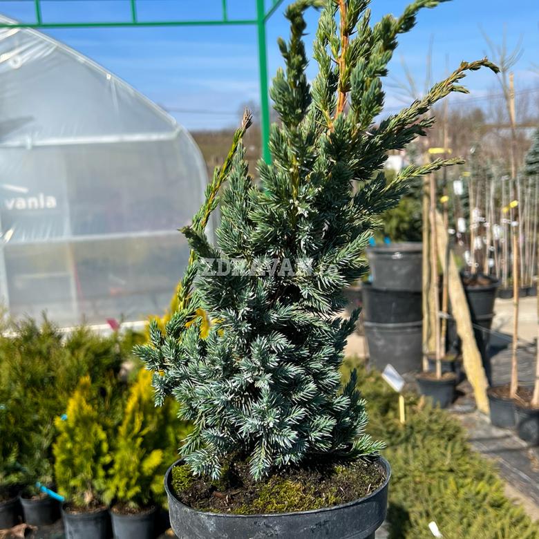 Juniperus squamata „Meyeri” | Zdravăn
